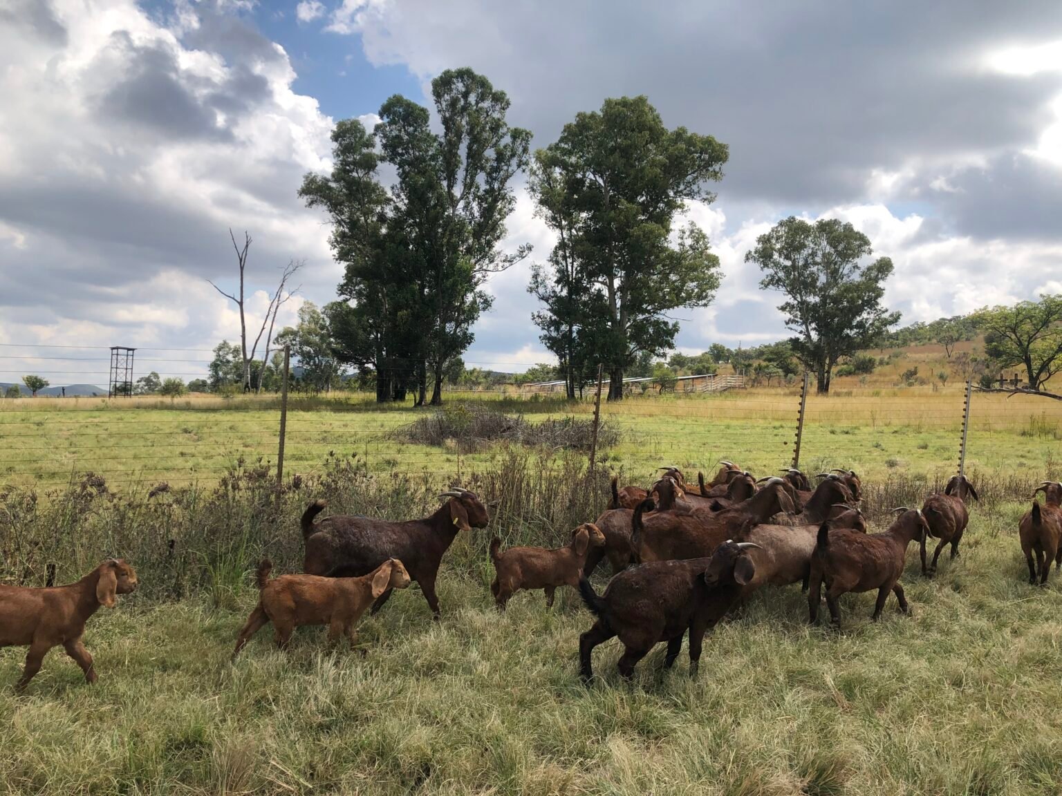 Auctions – Buffelspruit Boerdery